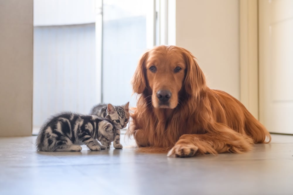 Pet-Friendly Flooring Ideas | Rome Flooring Pet-Friendly Flooring Ideas | Rome Flooring